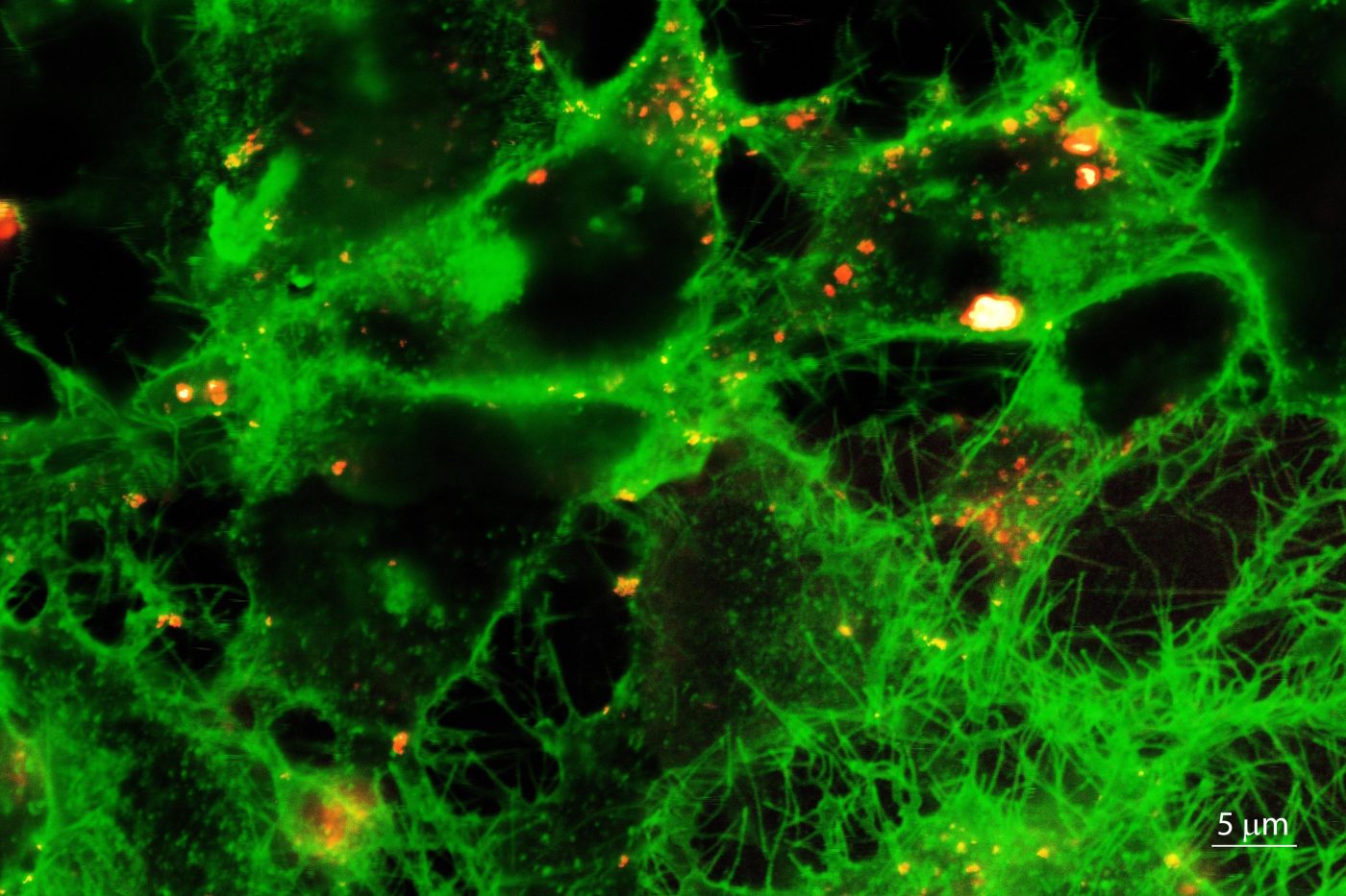 Two-photon 3D STED super-resolution microscope - Inštitut Jožef Stefan